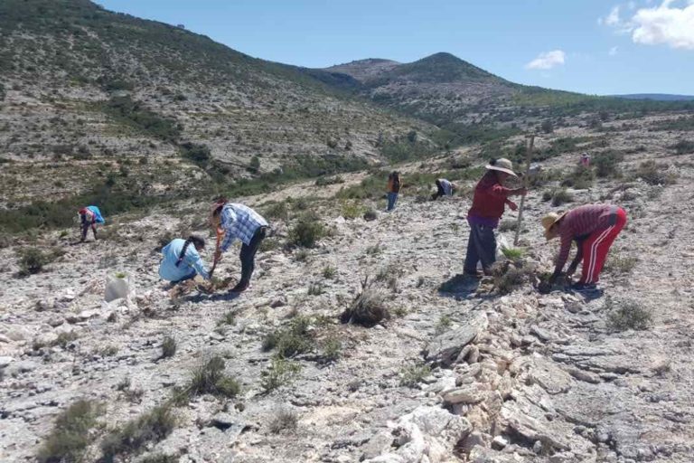 Rewilding: Combating Desertification and Drought - Teeccino