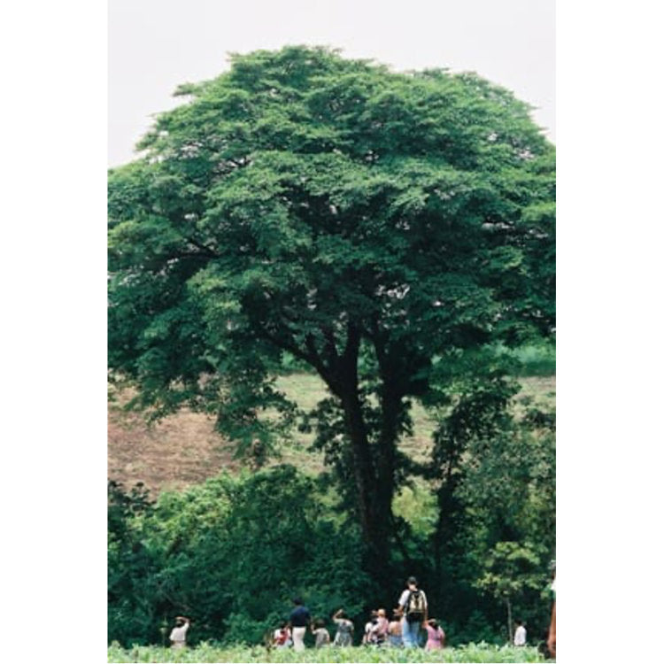 Ramon Seeds A Traditional Roasted Beverage of the Maya – Teeccino